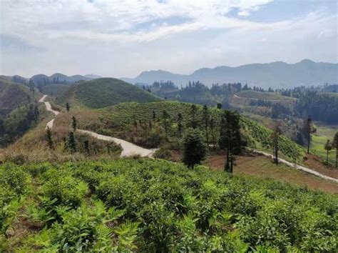 普定县马场镇：党建引领促发展 “小茶叶”撑起“大产业”医药医改频道东方养生