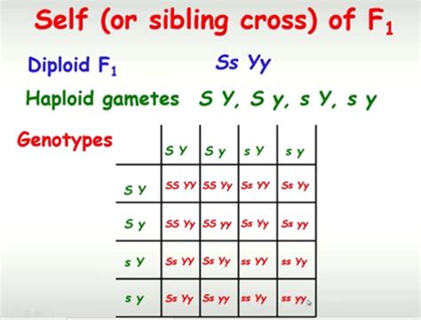 Genetics Lecture 3 Flashcards Quizlet