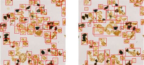 These 500 Million Year Old Fossils May Hold The Secrets Of Ancient Life