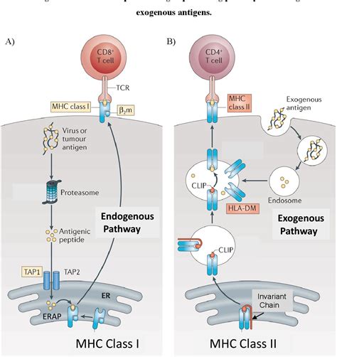 Figure 1 2 From Hla B27 Specific Immune Response To Influenza Is