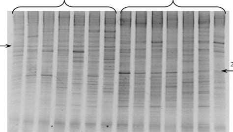 Dgge Profiles Of 16s Rrna Genes Amplified By Pcr From Individual Soil