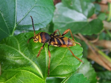 福光村昆虫記甲虫6カミキリムシ