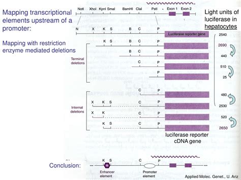 PPT Put A DNA Regulatory Region Upstream Of A Reporter Gene To Analyze Its Elements PowerPoint