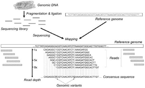 Schematic Representation Of Ngs Workflow Steps Common To Different Ngs