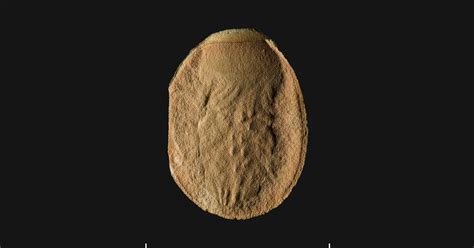 Uic College Of Liberal Arts And Sciences On Linkedin A Fossil Mystery Solved By A Spin T