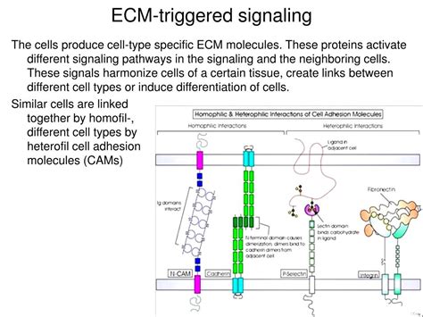 Ppt Intercellular And Intracellular Signals Powerpoint Presentation Free Download Id 4287115