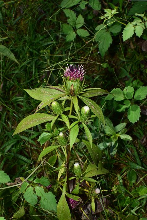 Atractylodes Macrocephala Koidz
