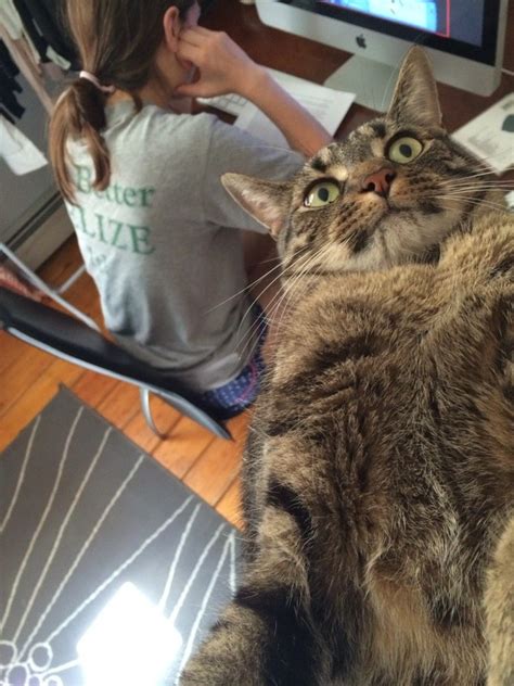 22 Most Perfectly Timed Cat Selfies Ever Taken