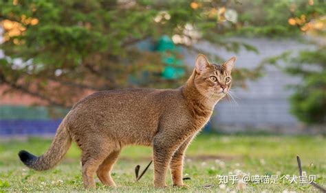 阿比西尼亚猫——古埃及神猫后代，到底什么来头？ 知乎