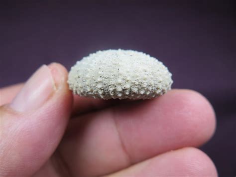 Echinoid Fossil