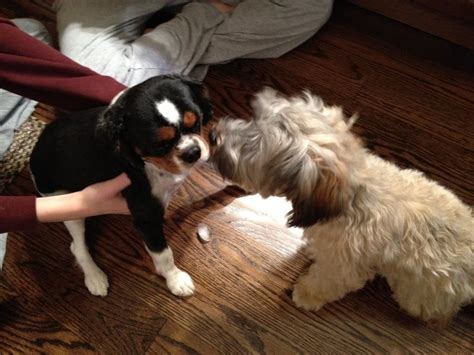 Kisses From One Pup To Another Puppies Cute Animals Animals