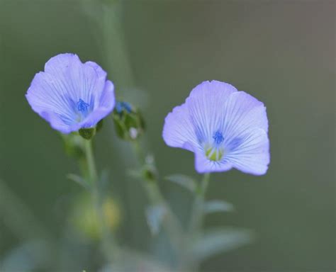 Linseed Flaxseed Honeyvale Herbs