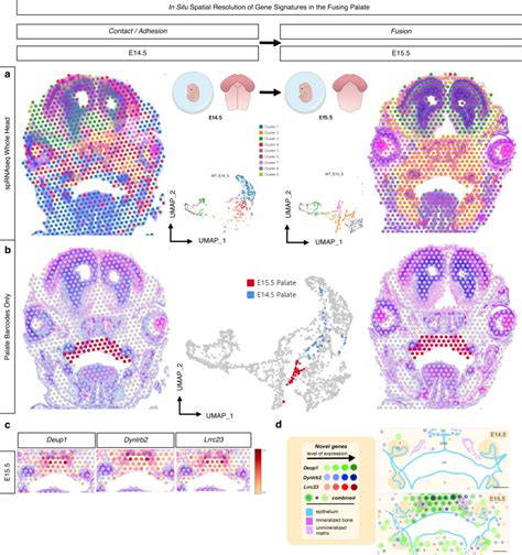 Multimodal Spatiotemporal Transcriptomic Resolution Of Embryonic Palate Osteogenesis Pmc