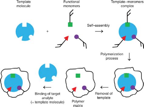 9 Schematic Representation Of The Steps Involved In The MIP Process Download Scientific Diagram