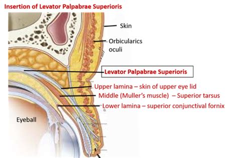 Levator Palpebrae Superioris Origin And Insertion