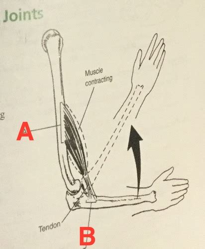 movements allowed by synovial joints anatomy test 1 flashcards quizlet