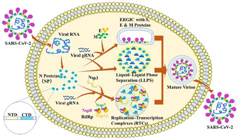 Sars Cov 2 Nucleocapsid Protein The Nucleocapsid N Protein Plays