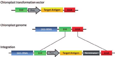 1 General Representation Of Integration Of Foreign Genes Into