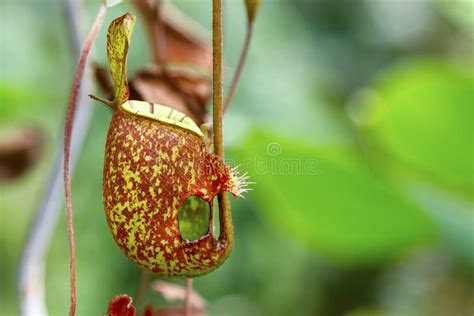 Jarra Planta Carn Vora Nepenthes Imagen De Archivo Imagen De Fondo