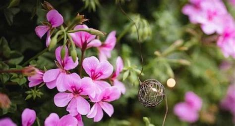 Geranium Pure Essential Oil At ₹ 16000kg Geranium Essential Oil In