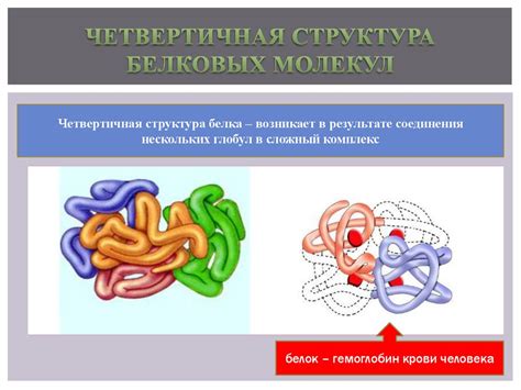 Белки. Функции белков - online presentation