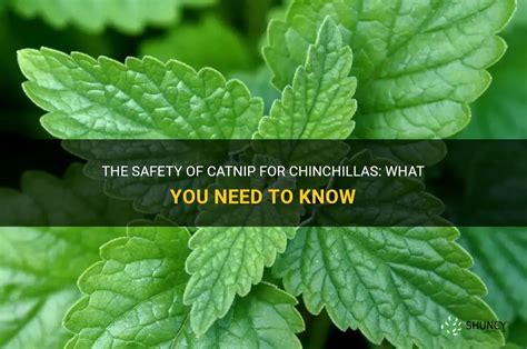 the safety of catnip for chinchillas what you need to know shuncy