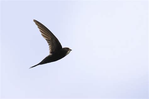 White Rumped Swift Apus Caffer Photo Raymond De Smet Photos At