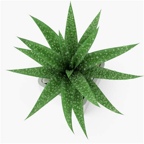 Aloe Vera Plant 3D Model Max Obj Fbx C4d CGTrader