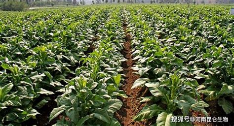 烟草烤烟打什么叶面肥好增产专用叶面肥促花保果膨大防晒用哪种好 种植
