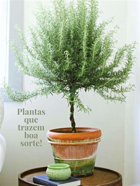 5 Plantas Para Colocar Na Sala E Atrair Boa Sorte
