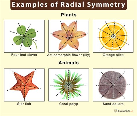 Radial Symmetry Art Examples