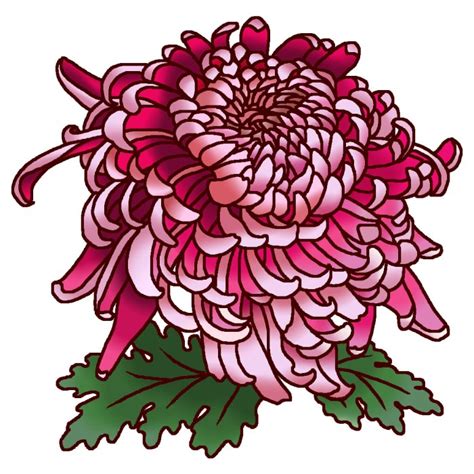 菊の花1大菊3カラー花のイラスト季節の花お花と季節のお礼状