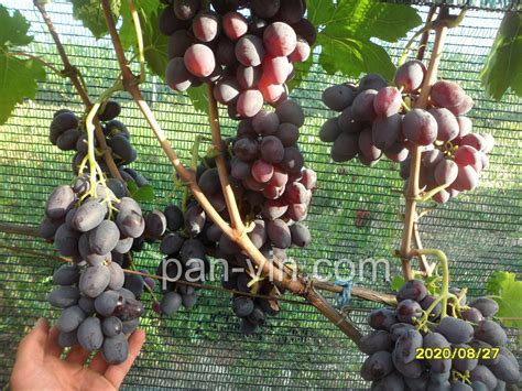 Лорано — pan-vin.com