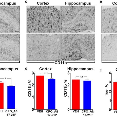 Amyloid β Plaque Burden On Brains Of App Ps1 Mice Treated With Peptoid Download Scientific