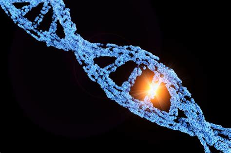 Genetic Variation Definition Causes And Examples