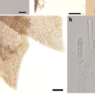 Morphological Characteristics Of Lemanea Collected In Guilin China
