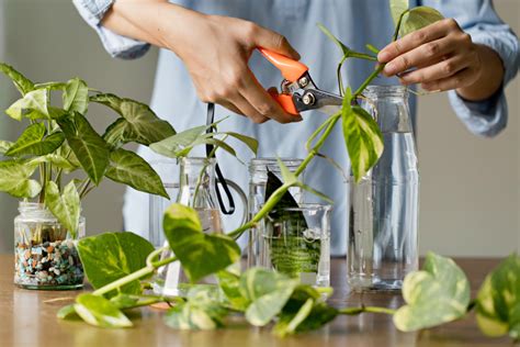 Plantas en agua la nueva obsesión de las plant ladies SHINE magazine