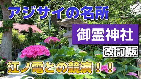 アジサイの名所 御霊神社 御朱印にもアジサイが！！ 祭神である景政公にまつわる逸話を伝えた「お社」を追加。2023年6月7日撮影 Youtube