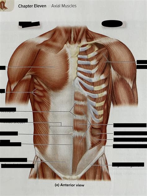 Thorax Abdomen Muscles Diagram Quizlet