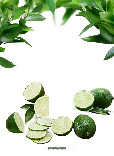 透明 免扣素材 png 绿色植物叶子