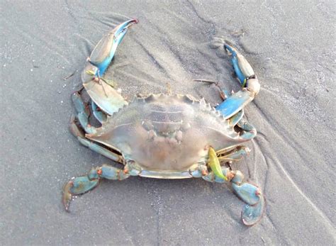 Chesapeake Bay Blue Crab Jacklasi