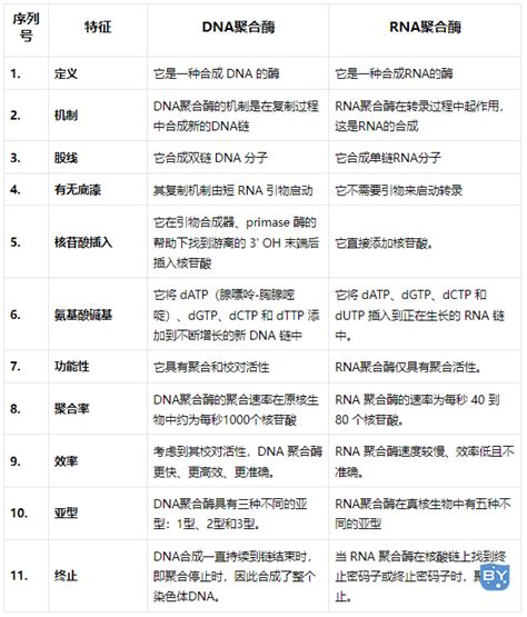 Dna 聚合酶 定义、结构、类型（什么是 Dna 聚合酶） 哔哩哔哩