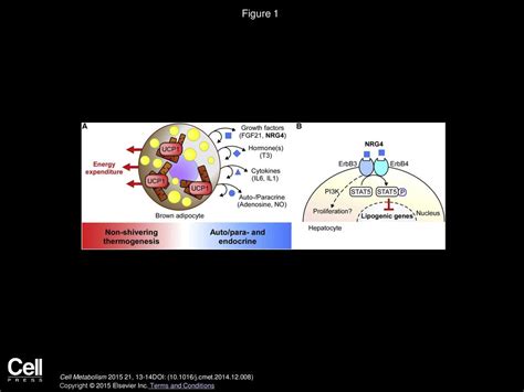 Nrg4 An Endocrine Link Between Brown Adipose Tissue And Liver Ppt