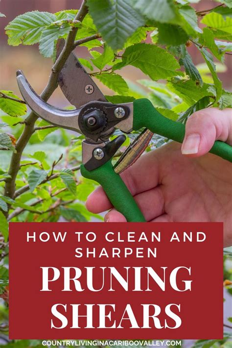 How To Clean And Sharpen Pruning Shears And Other Garden Tools