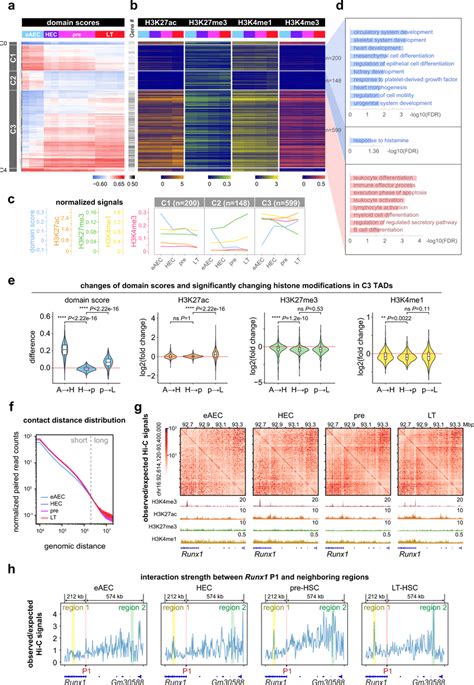 Mapping Developmental Dynamics Of Intra Tad Connectivity And Chromatin Download Scientific