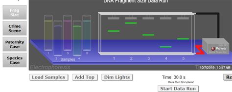 Solved Procedure I DNA Fragment Size In The Table Below Chegg