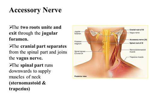The Cranial Nerves Xi Xii Ppt Video Online Download