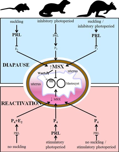 Potential Schematic Of The Regulation Of Diapause In Mouse Mink And