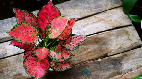 47 Beautiful Plants With Red And Green Leaves We Love