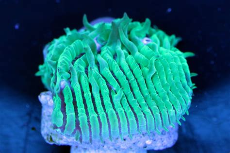 Lithophyllon Coral Collectors